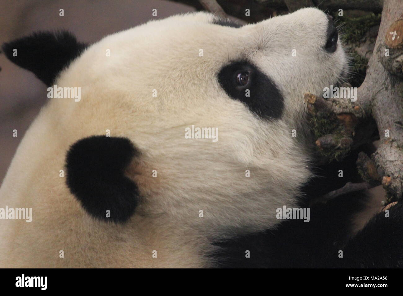 Orso panda bianco e nero immagini e fotografie stock ad alta ...
