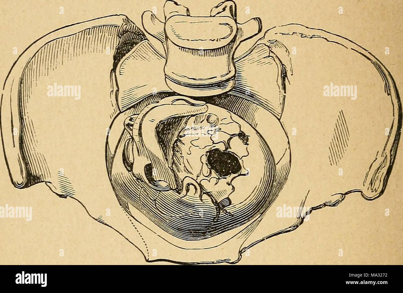 . ElÃ©zioni d'anatomie et de physiologie gÃ©nitale et obstÃ©tricale ...