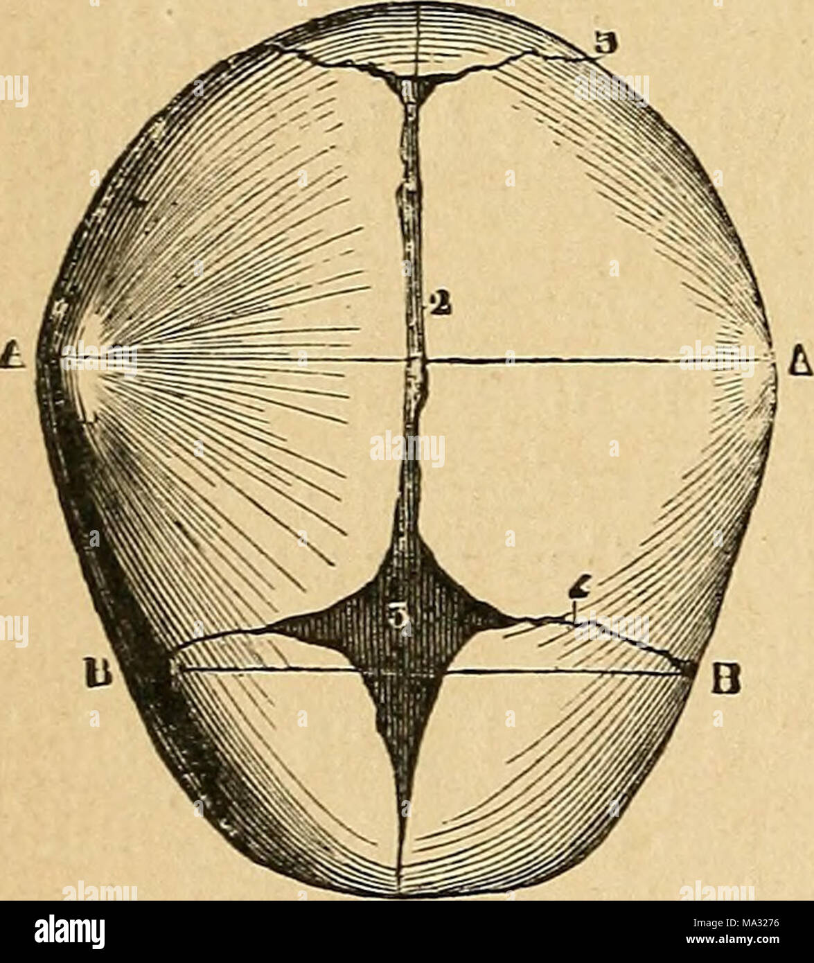 . ElÃ©zioni d'anatomie et de physiologie gÃ©nitale et obstÃ©tricale ...