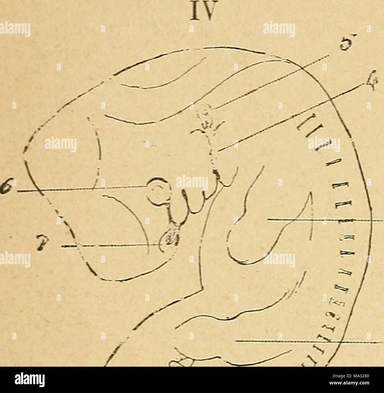 . ElÃ©zioni d'anatomie et de physiologie gÃ©nitale et obstÃ©tricale ...