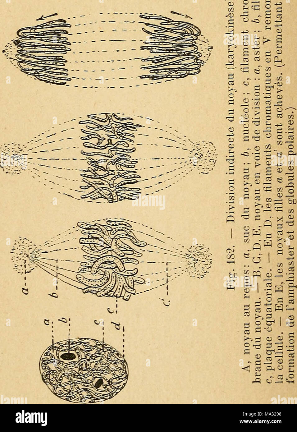 . ElÃ©zioni d'anatomie et de physiologie gÃ©nitale et obstÃ©tricale ...