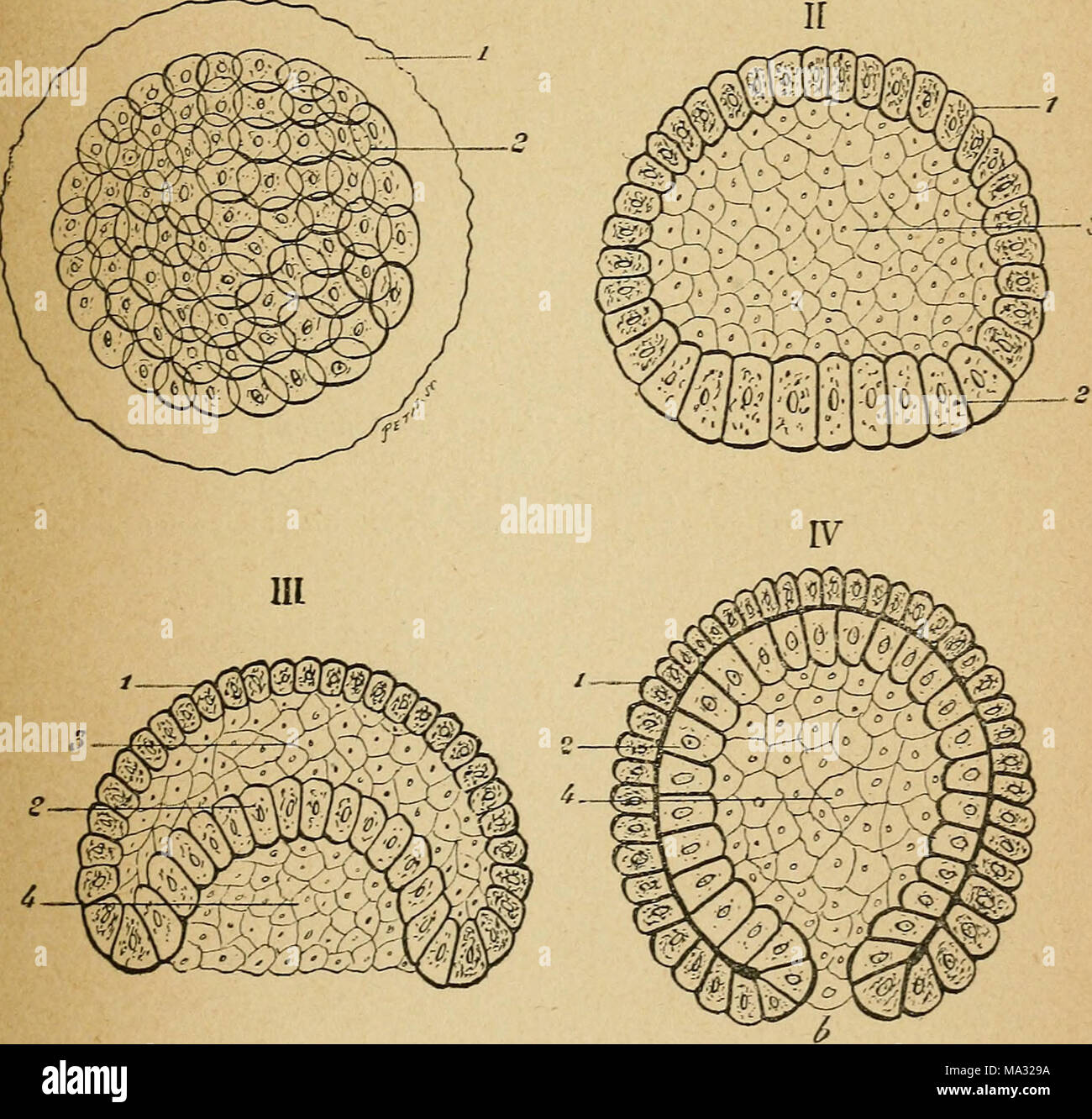 . ElÃ©zioni d'anatomie et de physiologie gÃ©nitale et obstÃ©tricale ...
