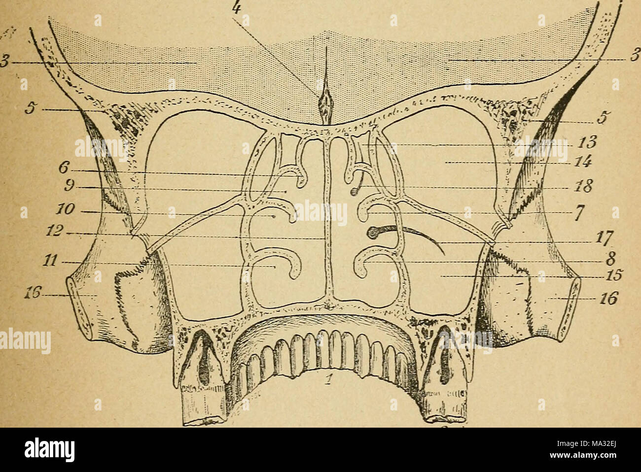 . ElÃ©zioni d'anatomie et de physiologie gÃ©nitale et obstÃ©tricale ...