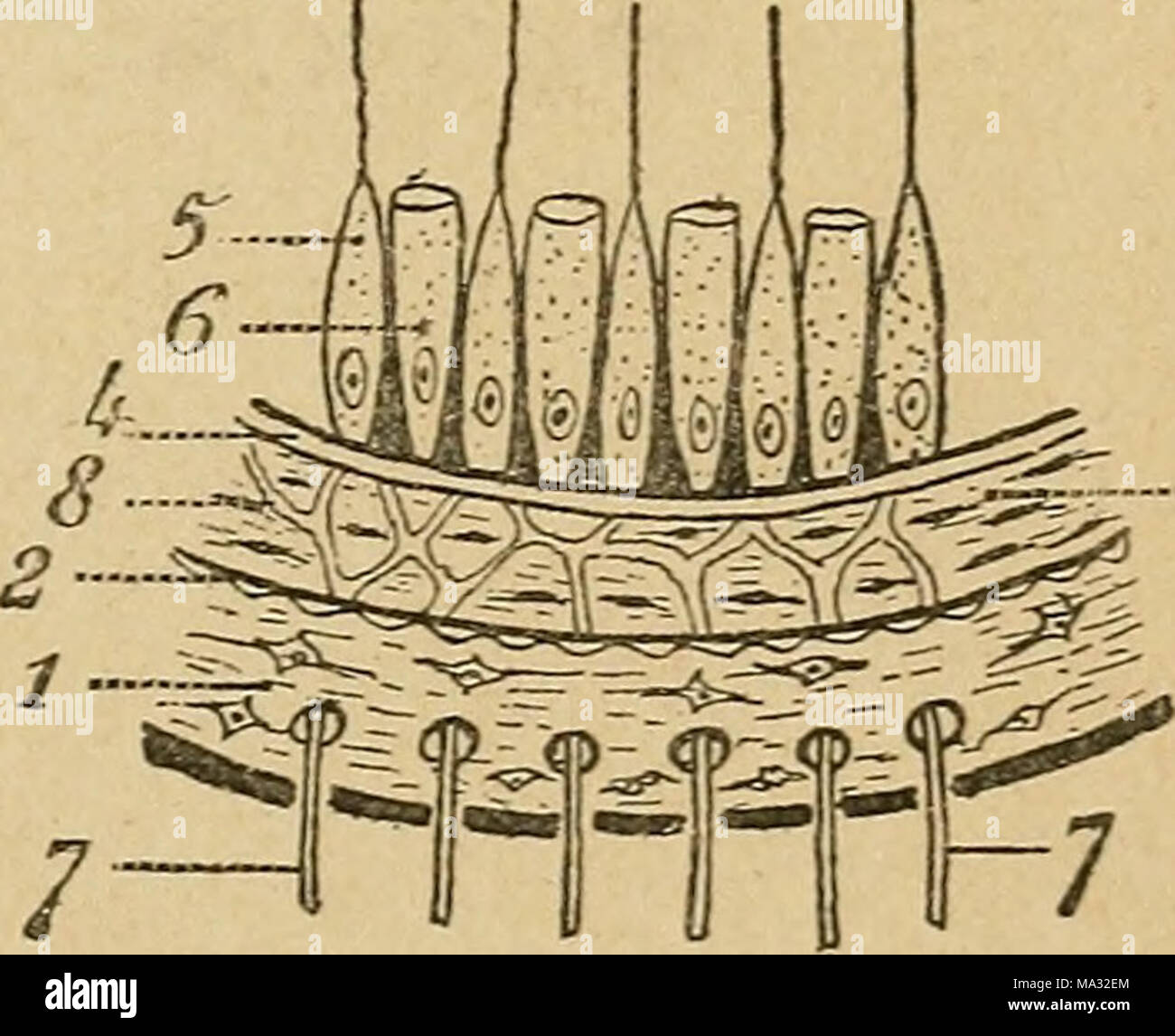 . ElÃ©zioni d'anatomie et de physiologie gÃ©nitale et obstÃ©tricale ...