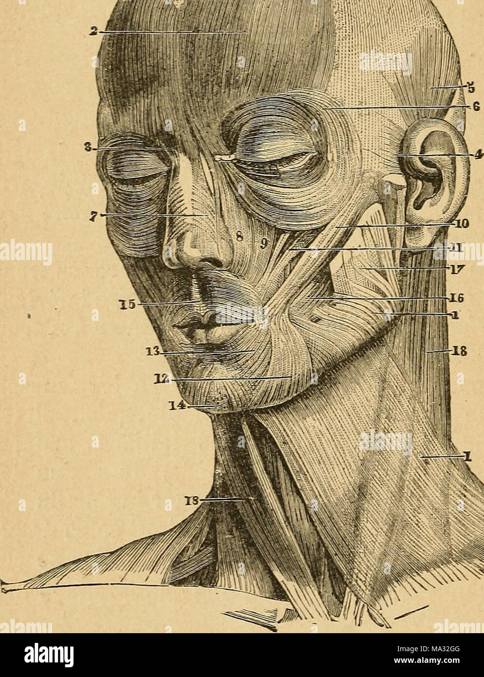 . ElÃ©zioni d'anatomie et de physiologie gÃ©nitale et obstÃ©tricale ...