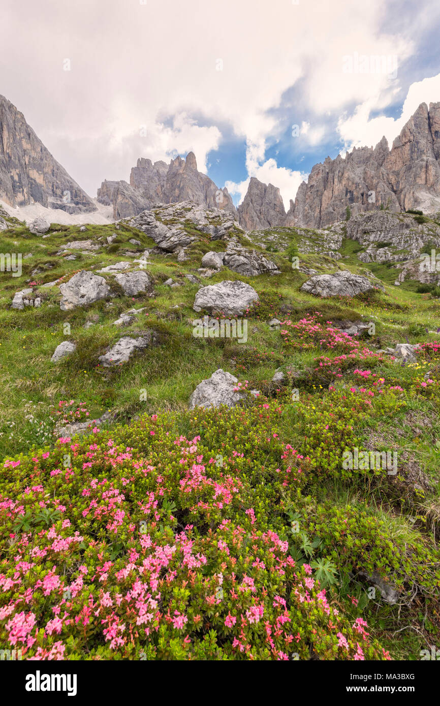 Veneto Belluno, Comelico Superore. Fiori di rododendro in scenario di ...