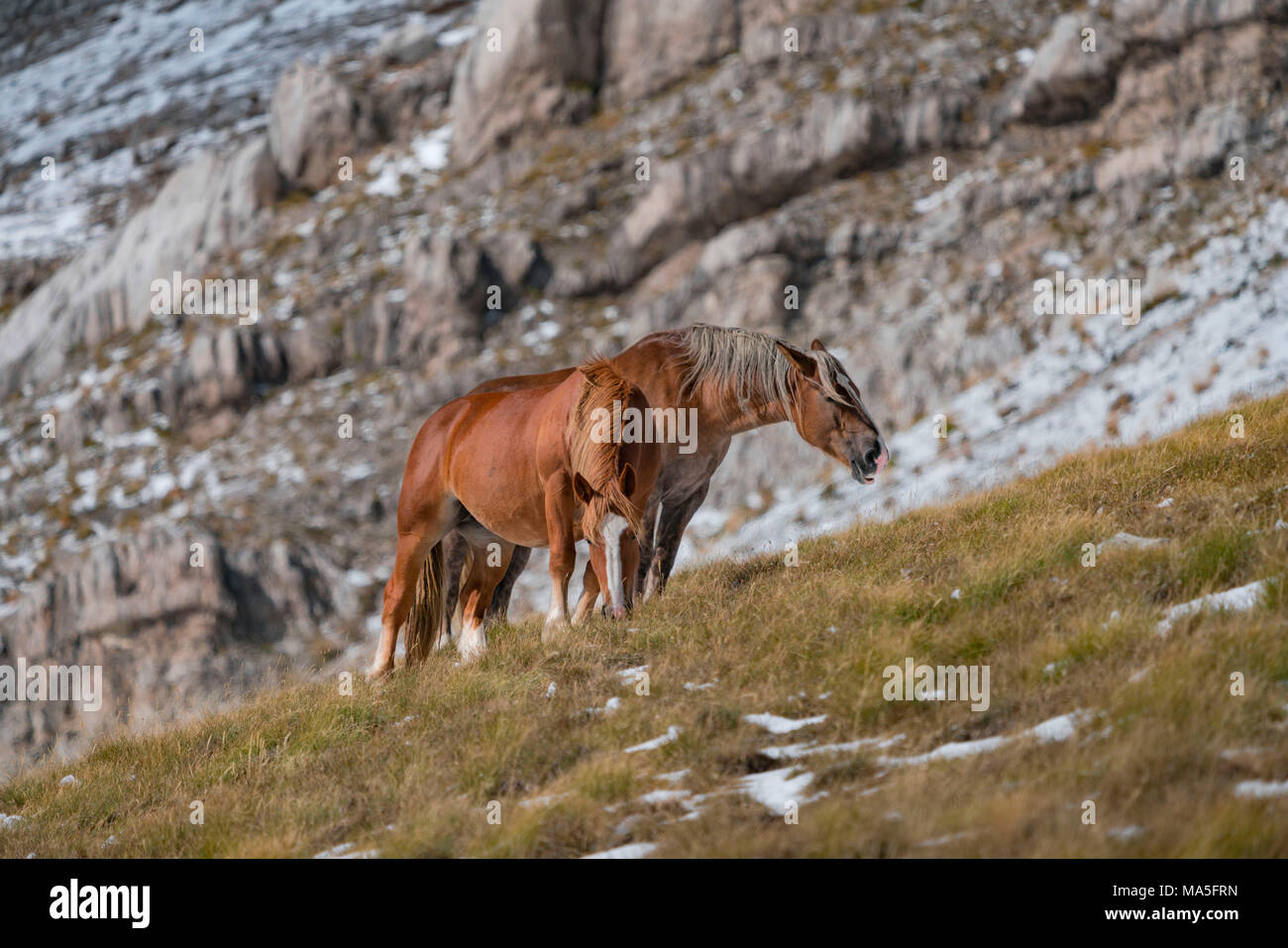 Cavalli selvaggi al pascolo in montagna immagini e fotografie stock ad ...