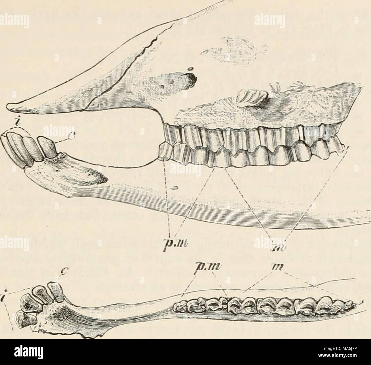 Anatomia comparata dei vertebrati immagini e fotografie stock ad alta ...