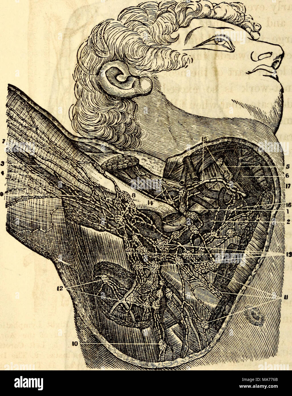 . Elementari di anatomia e fisiologia : Per college, accademie e altre ...