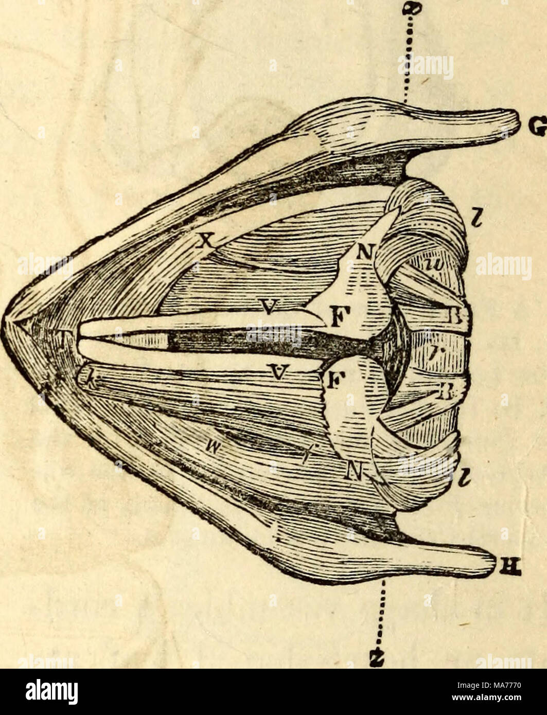 Muscoli della laringe immagini e fotografie stock ad alta risoluzione ...