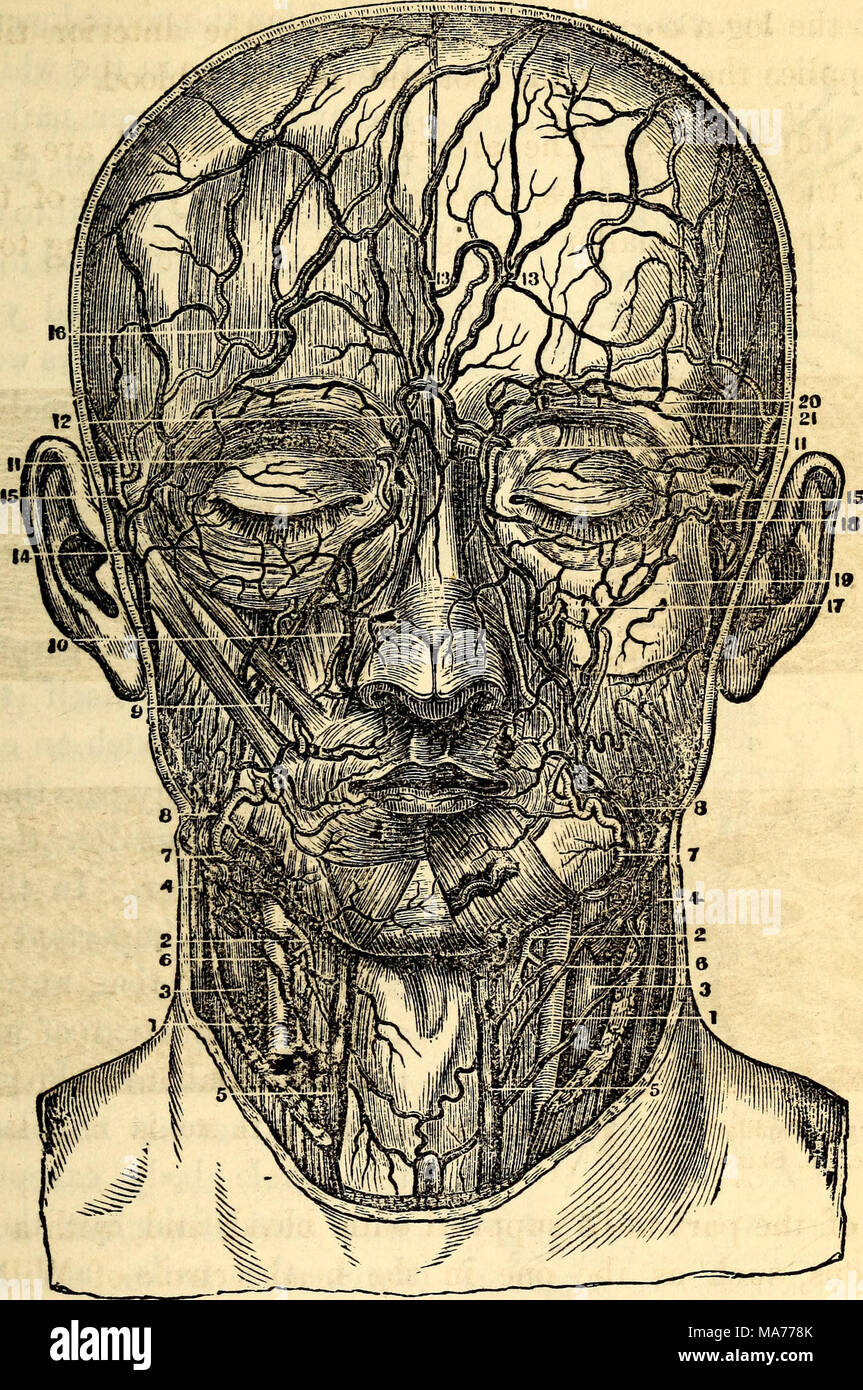 Destra carotide esterna immagini e fotografie stock ad alta risoluzione ...