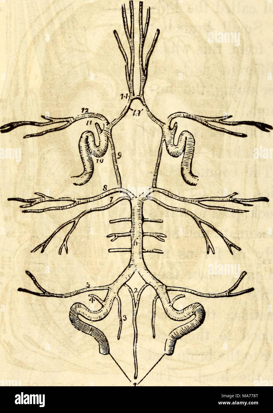 . Elementari di anatomia e fisiologia : Per college, accademie e altre ...