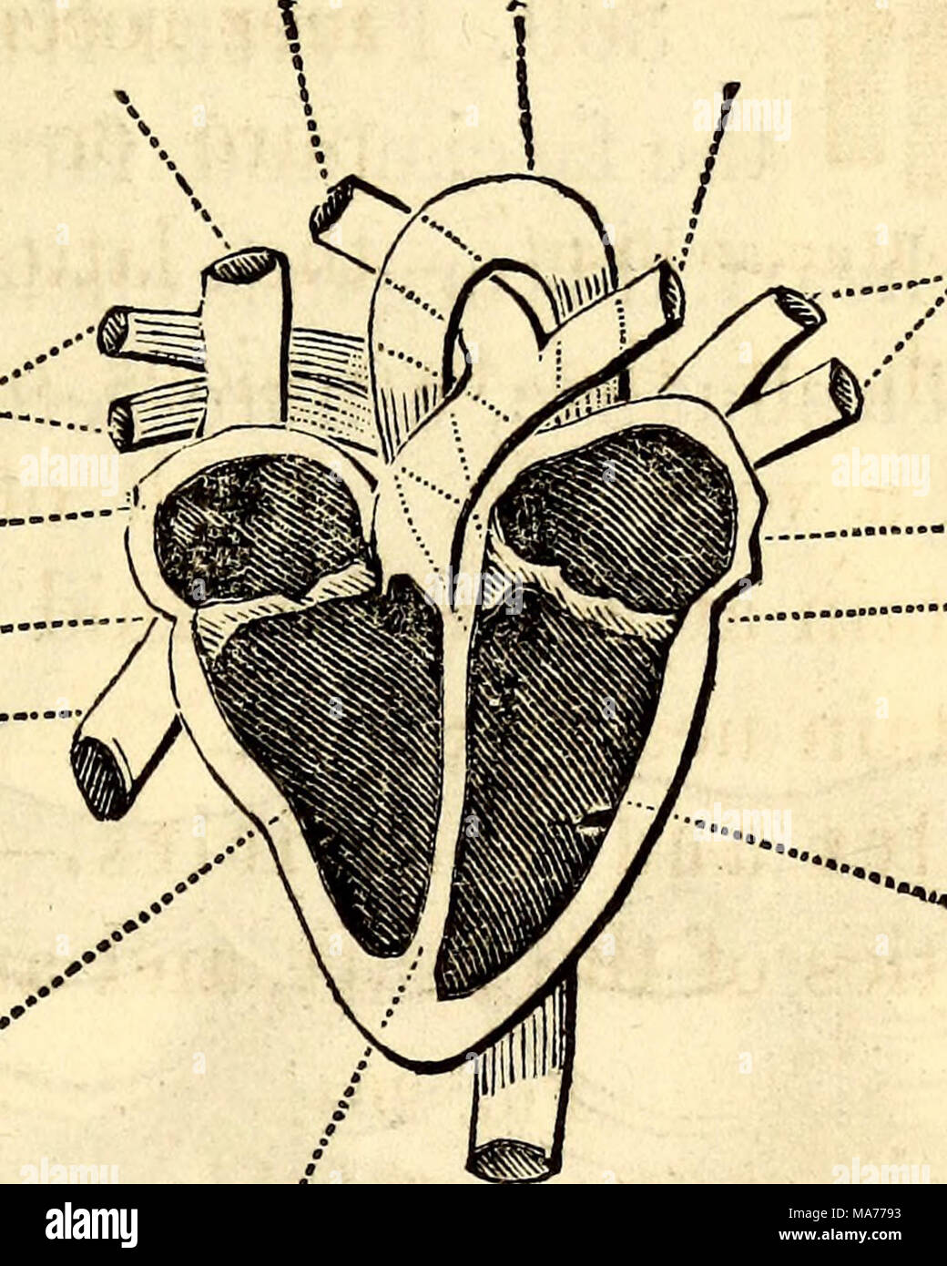 . Elementari di anatomia e fisiologia : Per college, accademie e altre ...