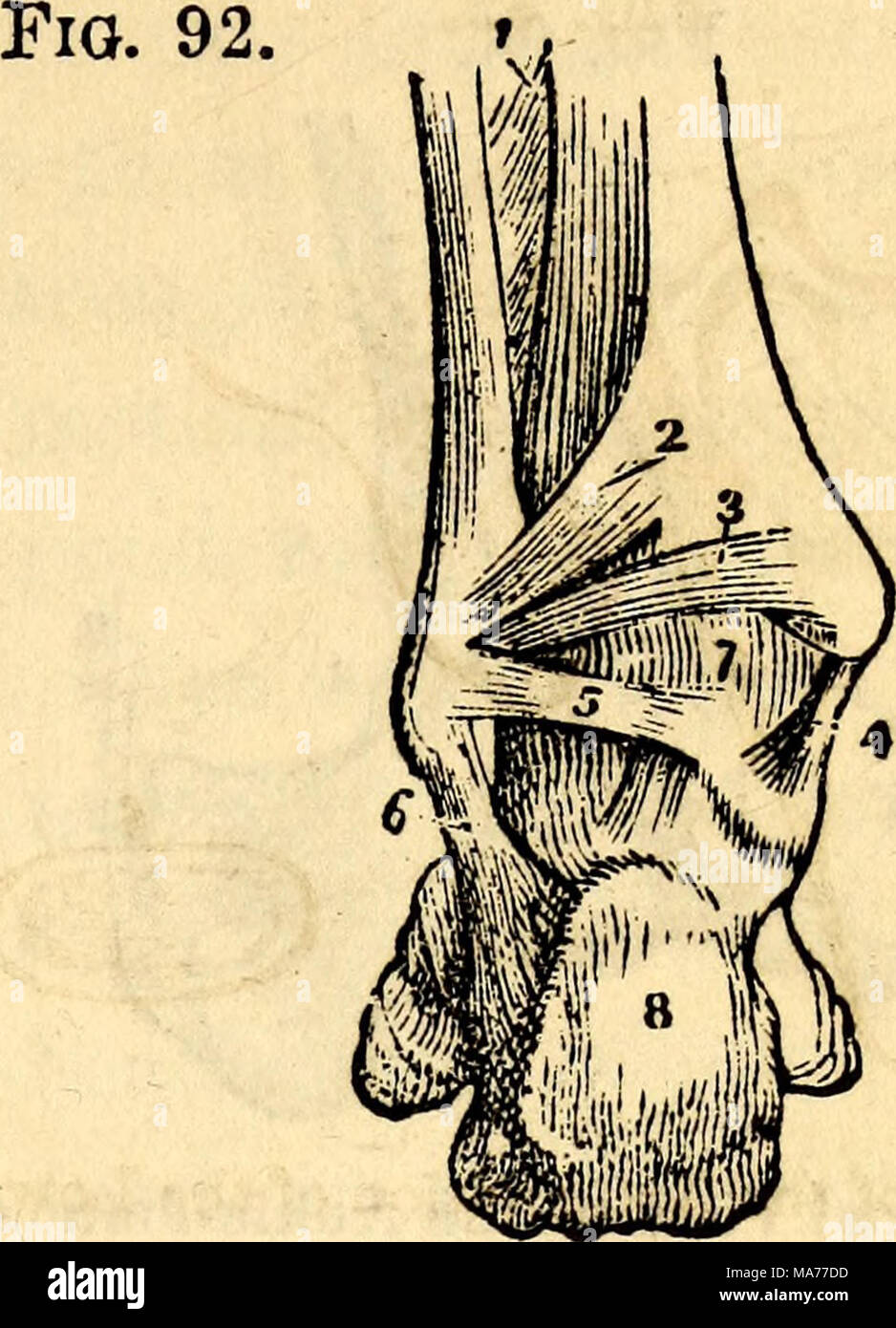 . Elementari di anatomia e fisiologia : Per college, accademie e altre ...