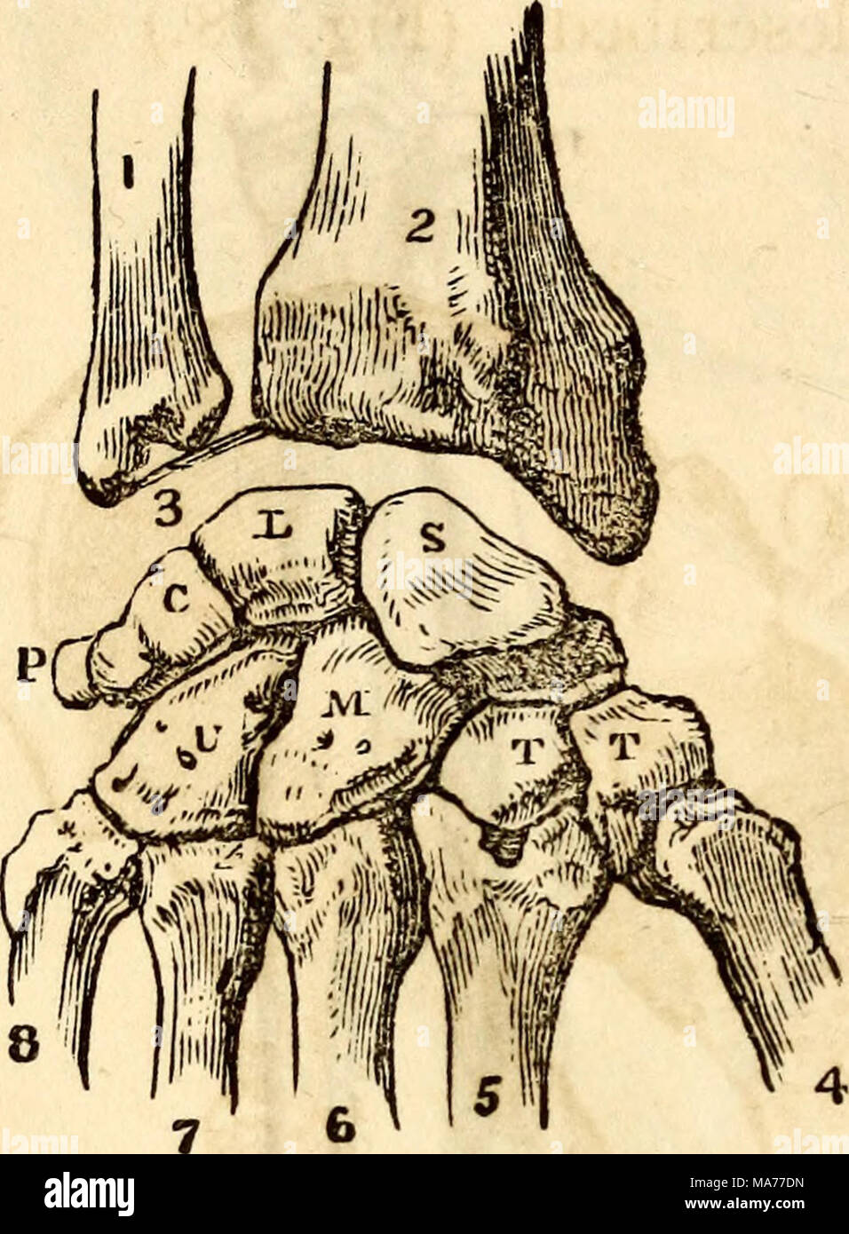 . Elementari di anatomia e fisiologia : Per college, accademie e altre ...