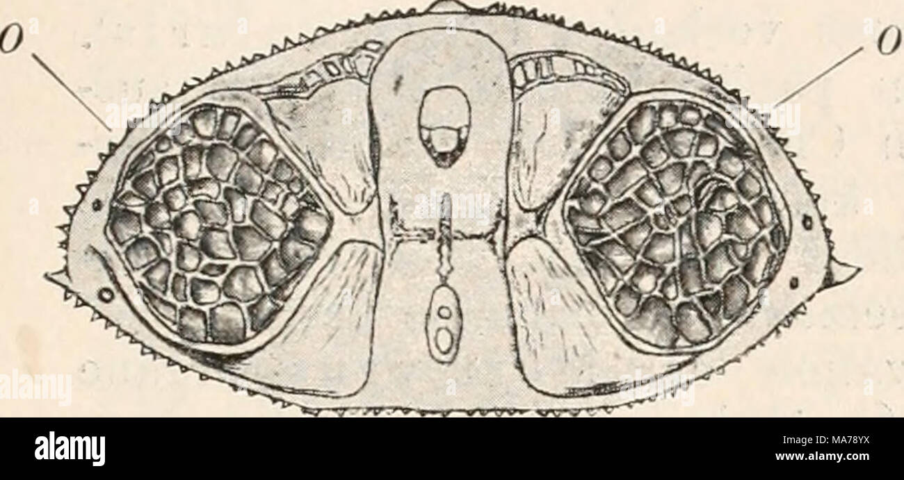 Fig 247 immagini e fotografie stock ad alta risoluzione - Alamy