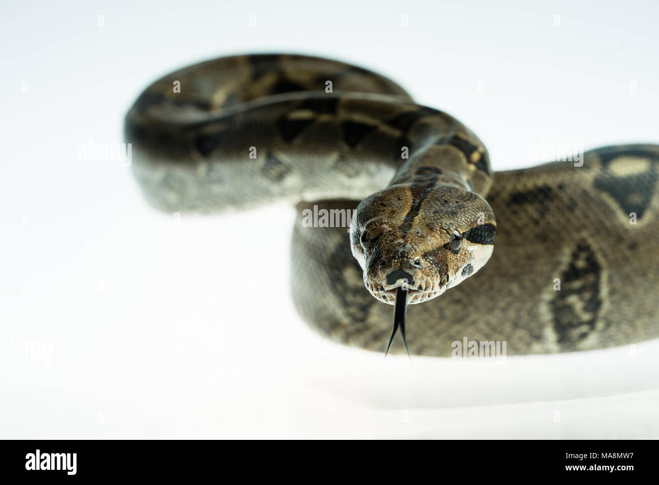 Il Boa colombiano. Tropical brown constrictor. Pelle di serpente di ...