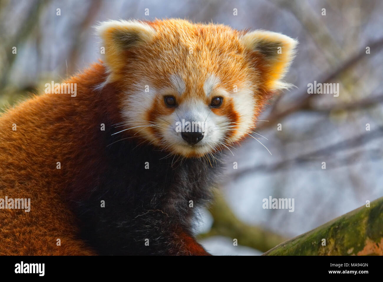 Faccia Da Panda Rosso Immagini e Fotos Stock - Alamy