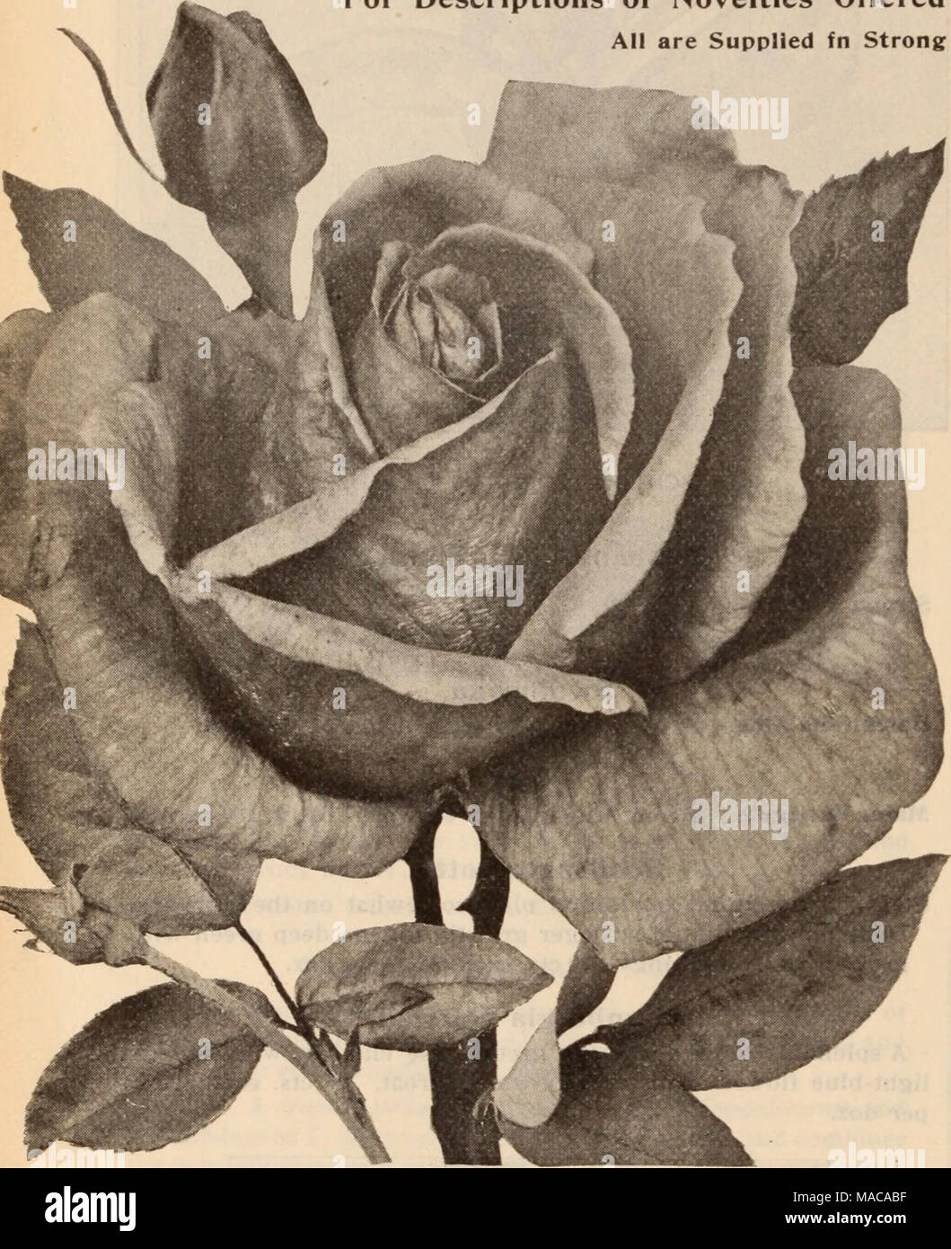 Signora edith ward immagini e fotografie stock ad alta risoluzione - Alamy