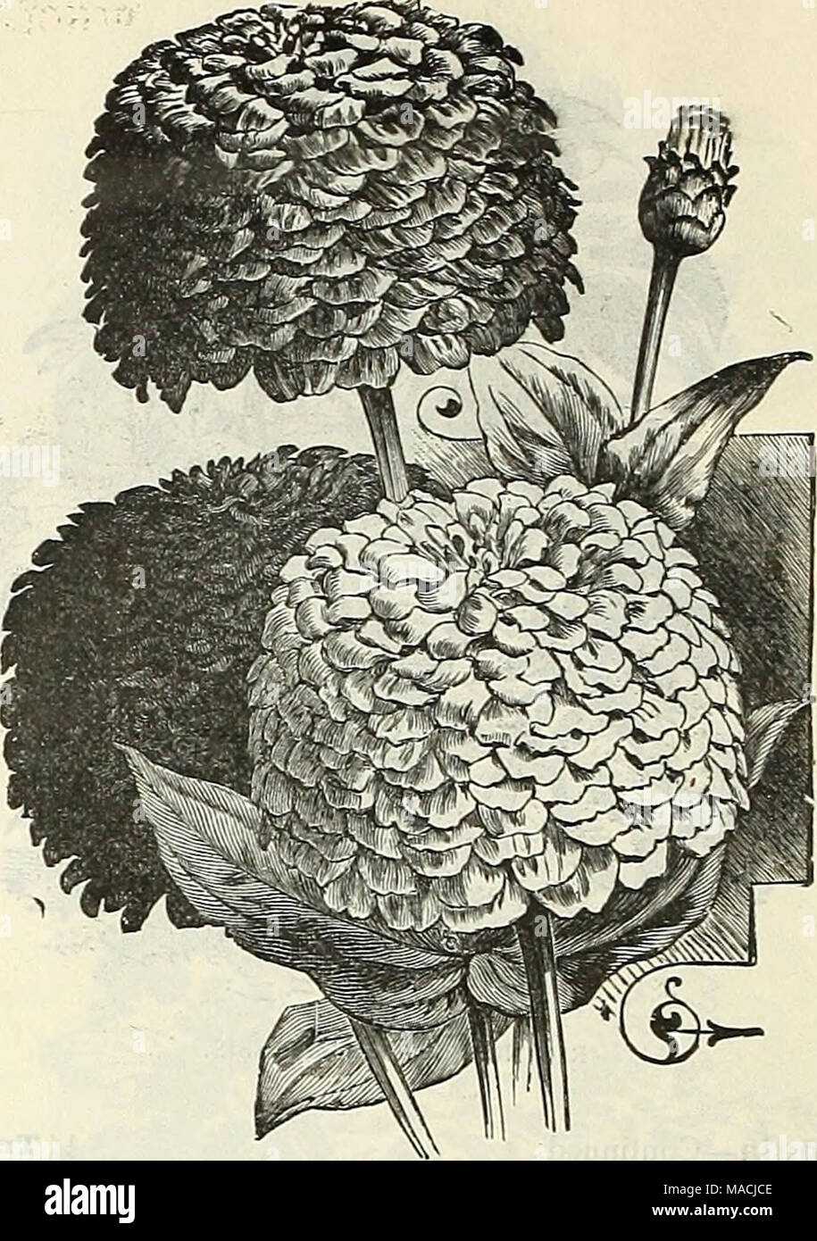 Viola odorata rosea immagini e fotografie stock ad alta risoluzione - Alamy