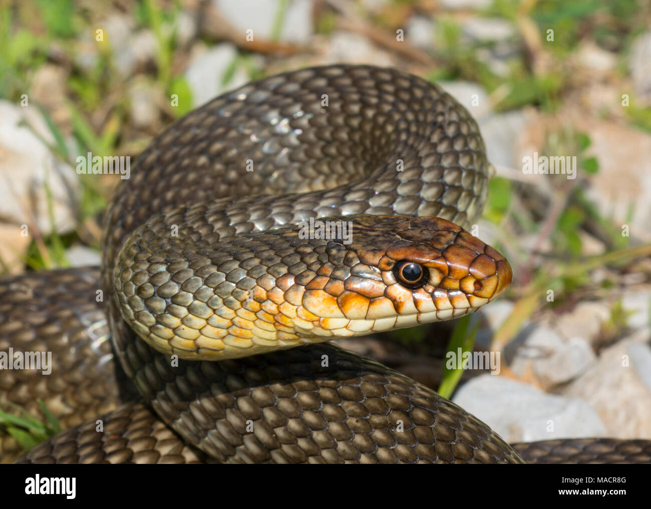 Serpente a frusta caspico adulto dolichophis caspius immagini e ...