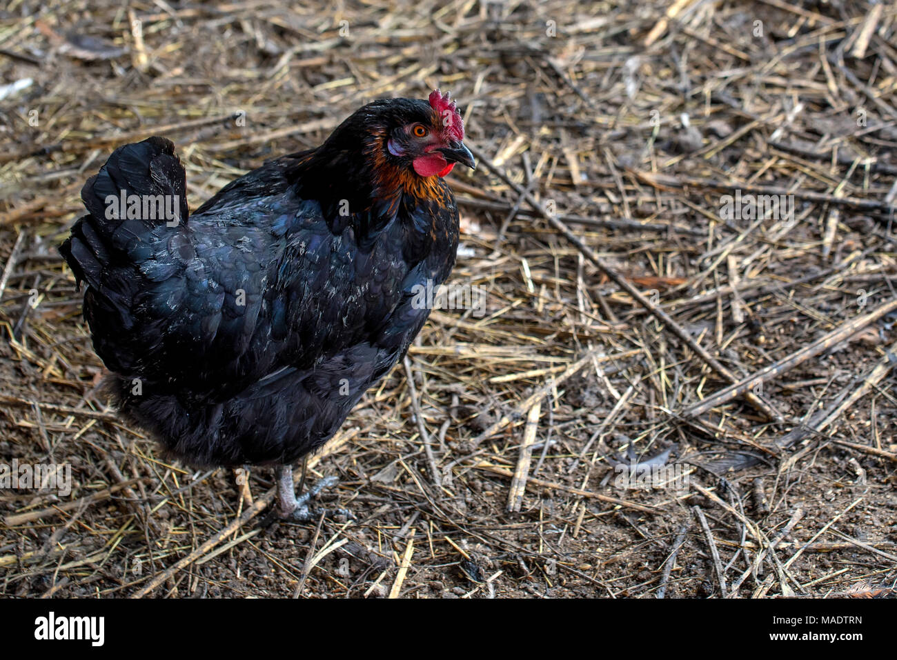 Gallina di pollo nero immagini e fotografie stock ad alta risoluzione ...