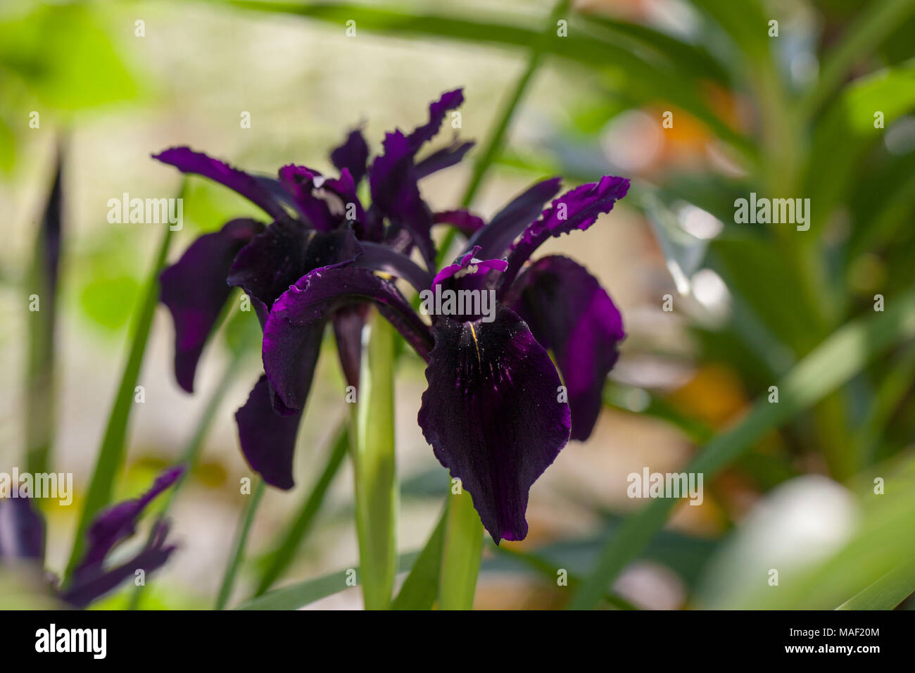 Iris chrysographes forma nera immagini e fotografie stock ad alta ...