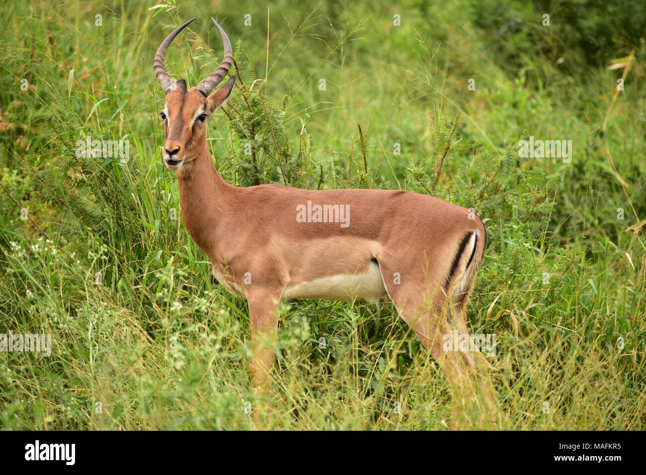 Impala adulto immagini e fotografie stock ad alta risoluzione - Alamy