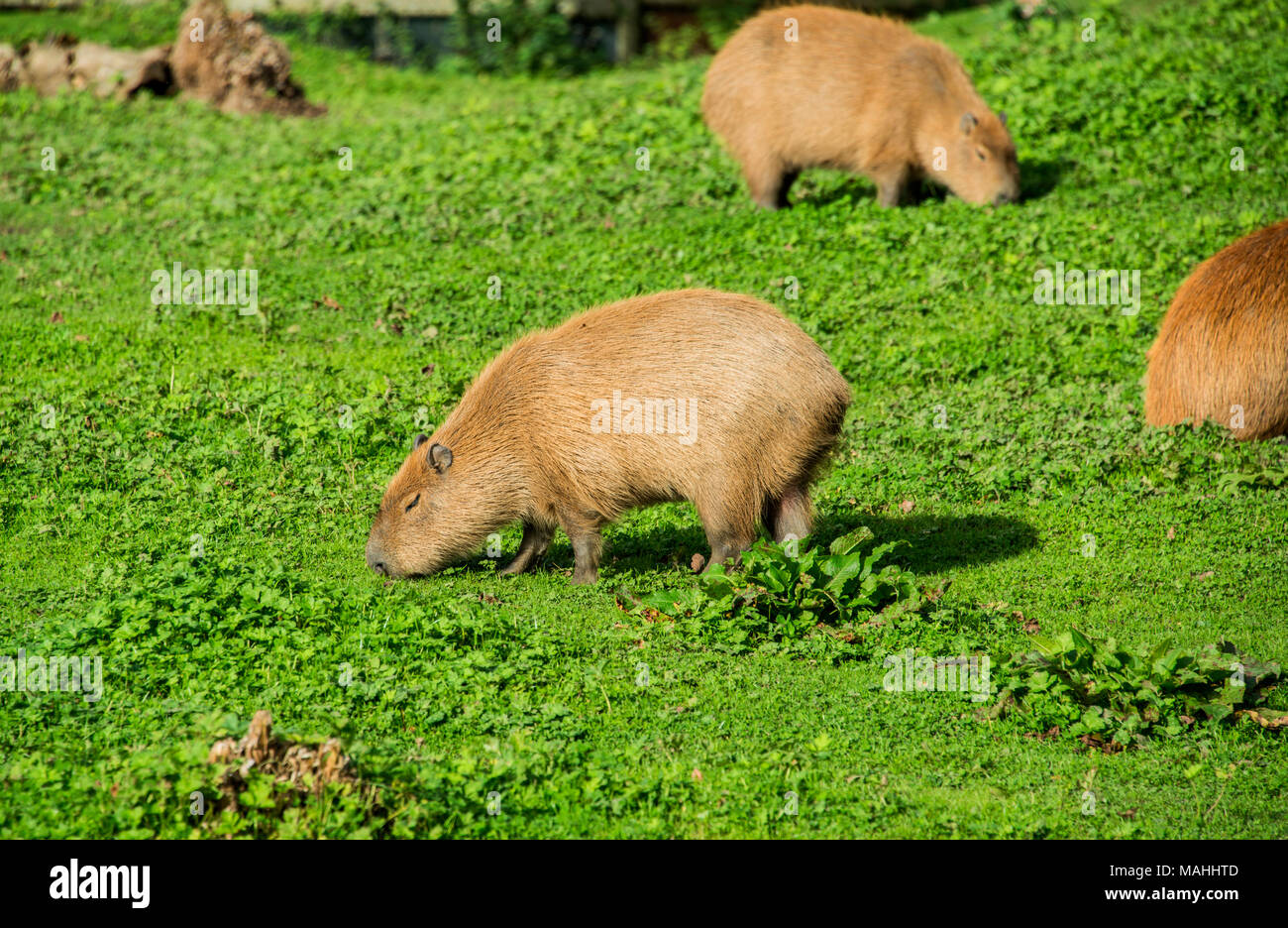 Mangiare capibara immagini e fotografie stock ad alta risoluzione - Alamy