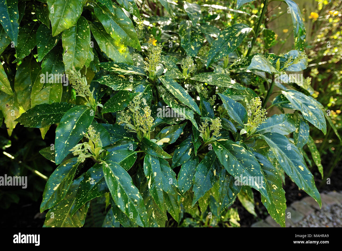 Acuba japonica immagini e fotografie stock ad alta risoluzione - Alamy