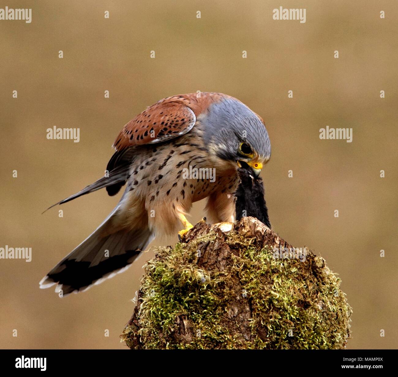 Cacciatori con la loro preda immagini e fotografie stock ad alta ...