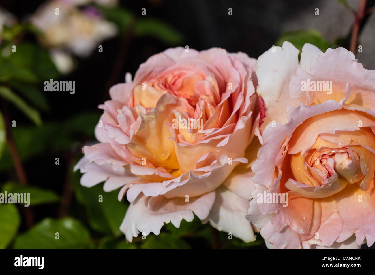 Abraham darby immagini e fotografie stock ad alta risoluzione - Alamy