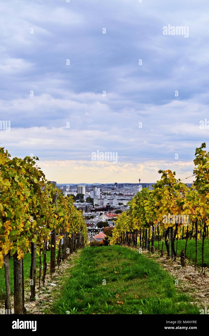 Vigneti vienna immagini e fotografie stock ad alta risoluzione - Alamy