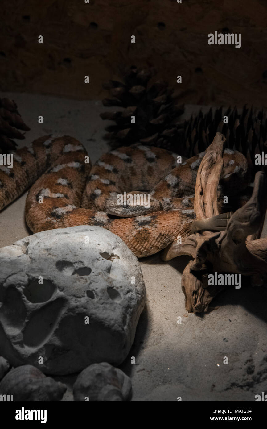 Levantine viper immagini e fotografie stock ad alta risoluzione - Alamy