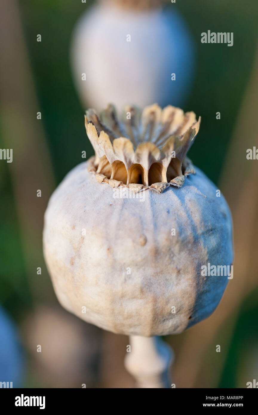 Teste di semi di papaver somniferum immagini e fotografie stock ad alta ...