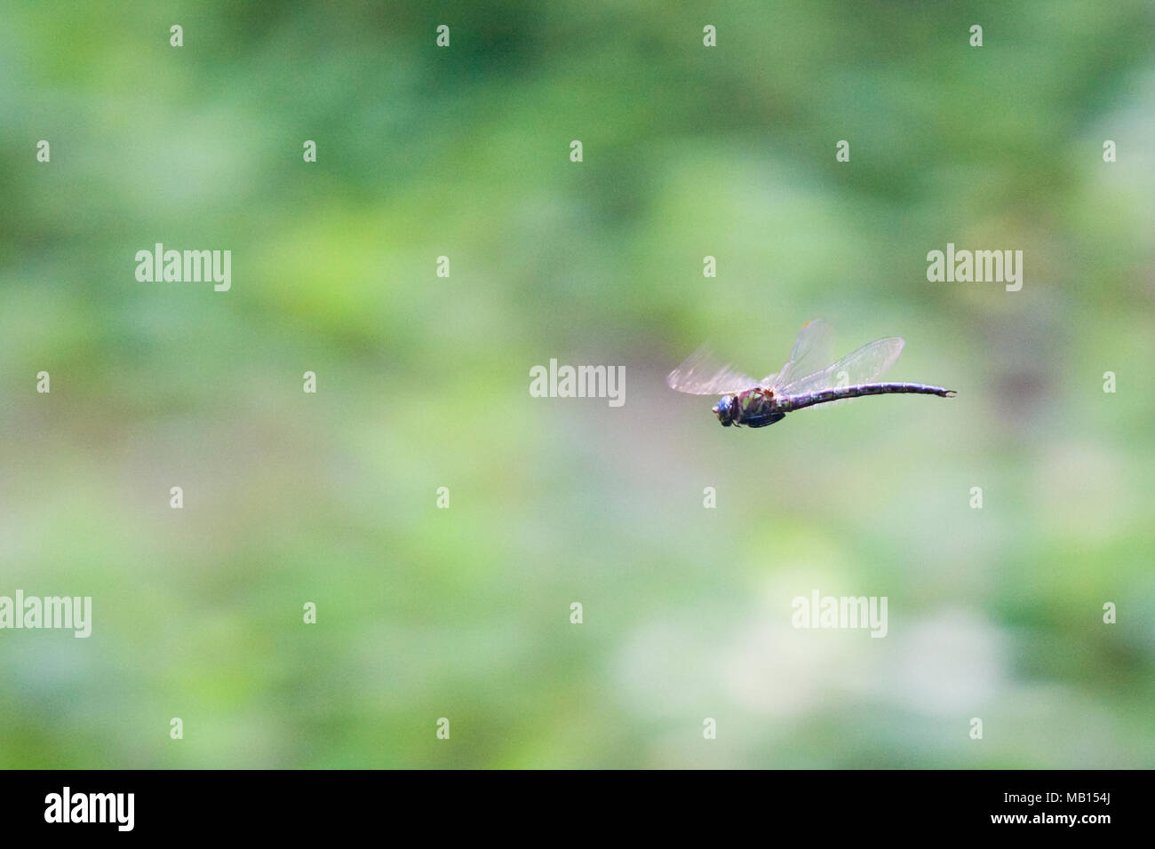 Nasiaeschna pentacantha immagini e fotografie stock ad alta risoluzione ...