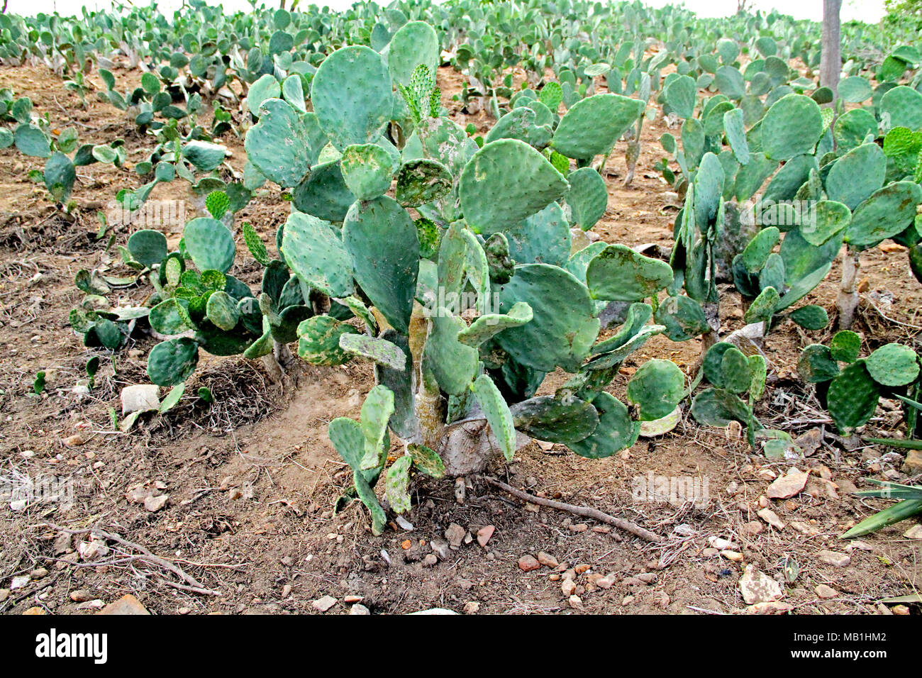 Palma forrageira immagini e fotografie stock ad alta risoluzione - Alamy