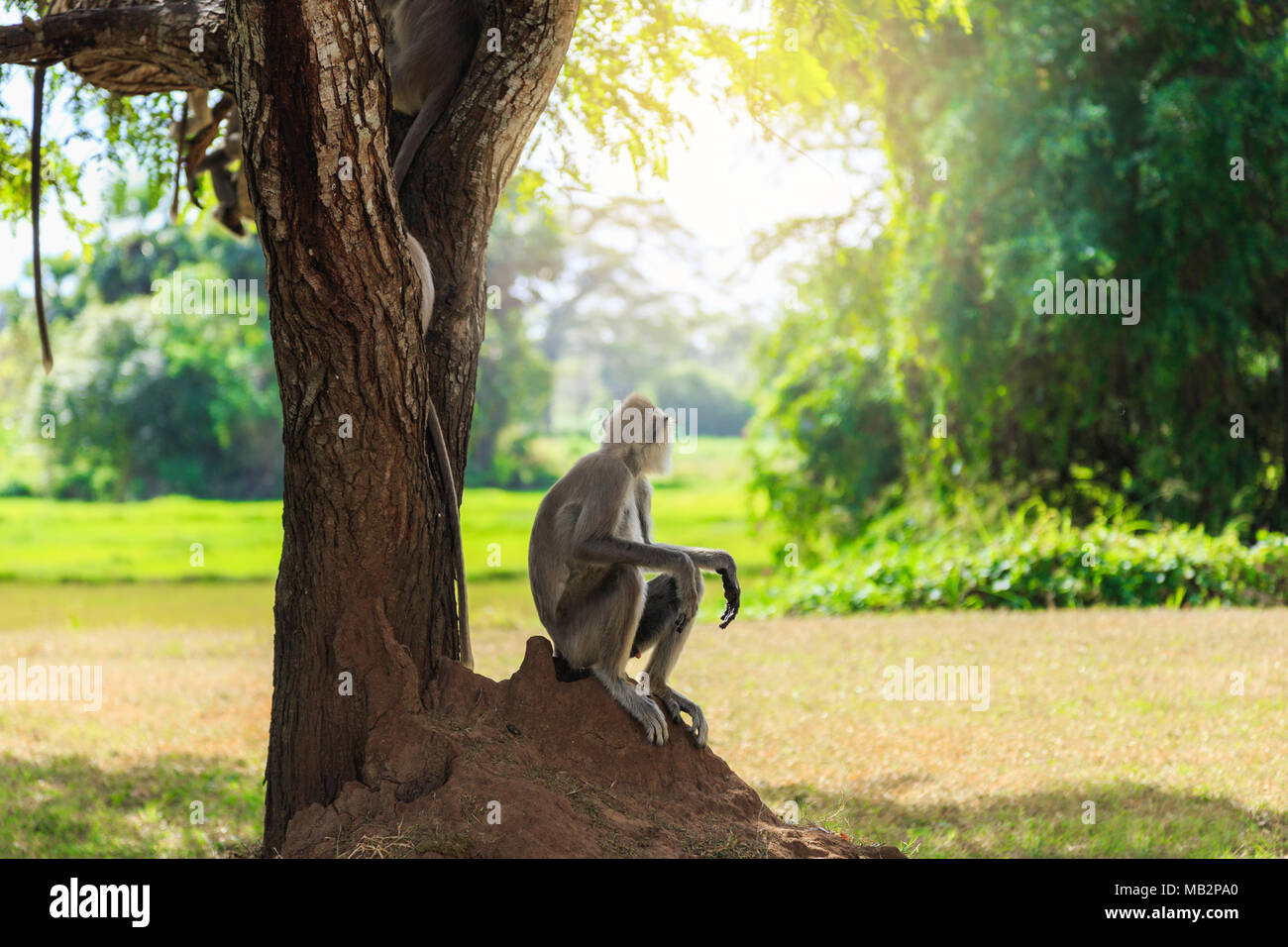 Scimmia nella giungla seduto sotto un albero Foto stock - Alamy
