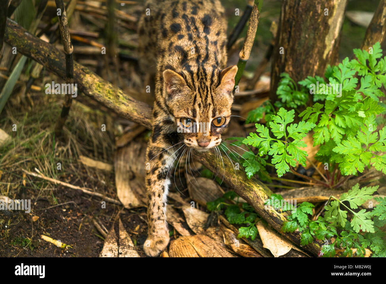 Leopard cat ( Prionailurus bengalensis) un piccolo gatto selvatico ...