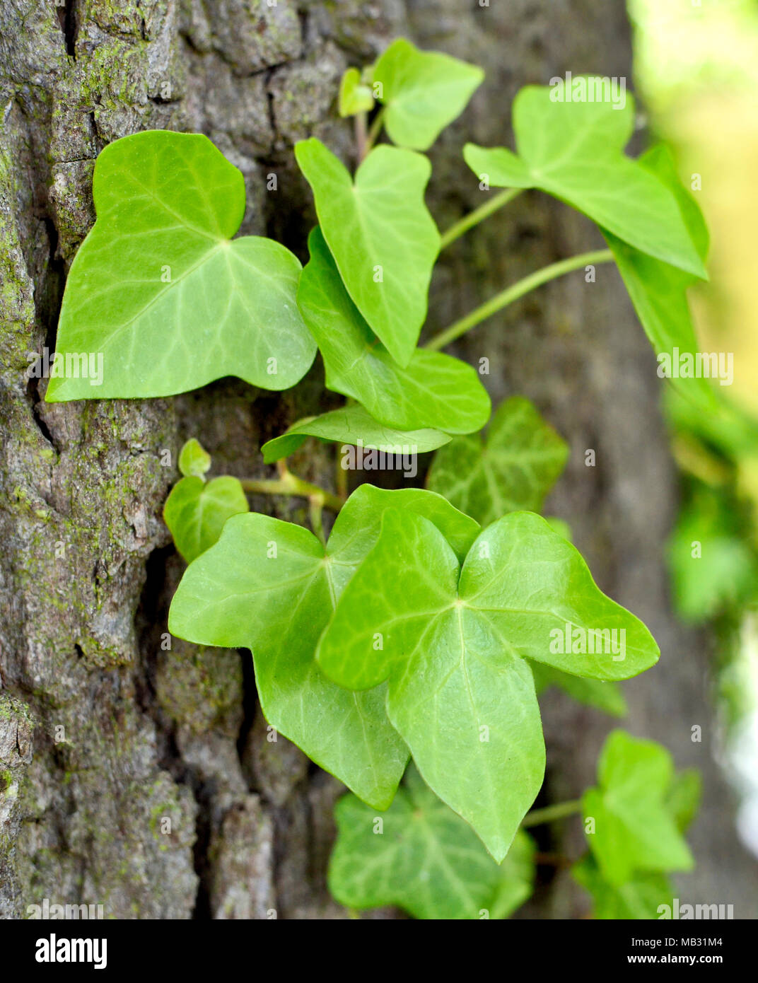 Crescita o edera rampicante su un tronco di albero, closeup shot con ...