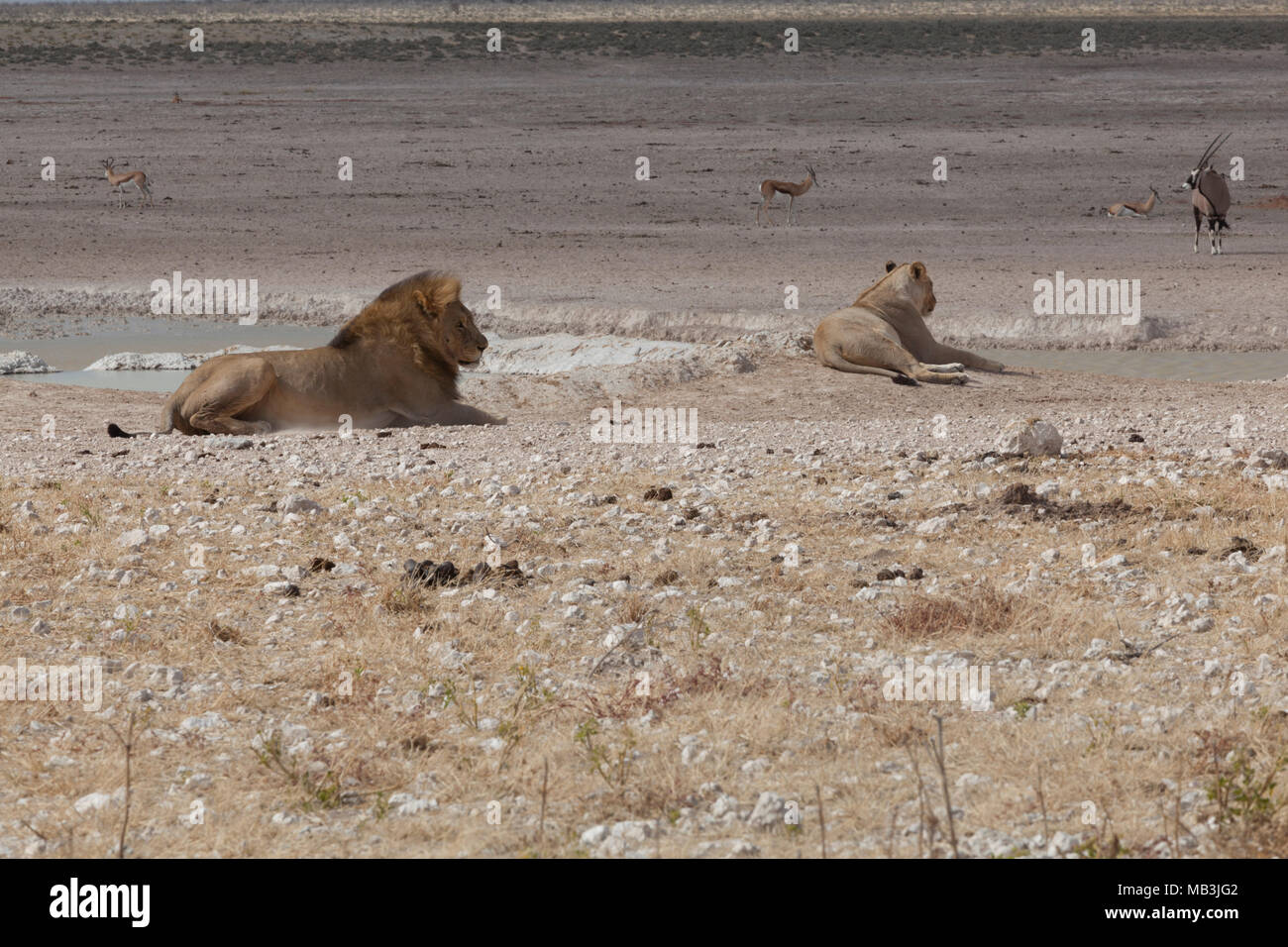 Gazelle mating immagini e fotografie stock ad alta risoluzione - Alamy