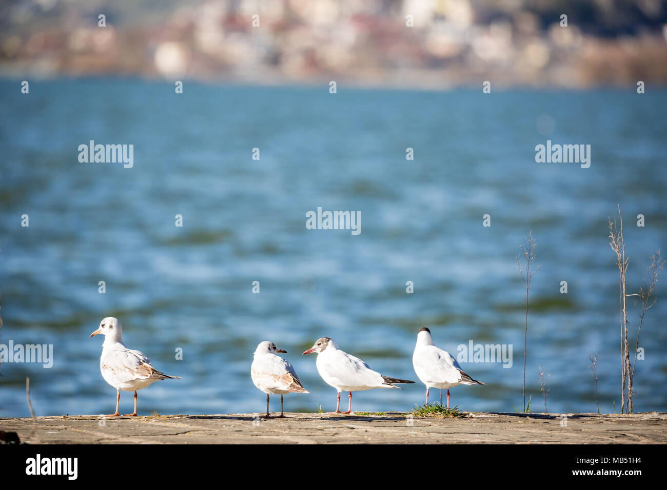 Gabbiani da vicino immagini e fotografie stock ad alta risoluzione - Alamy