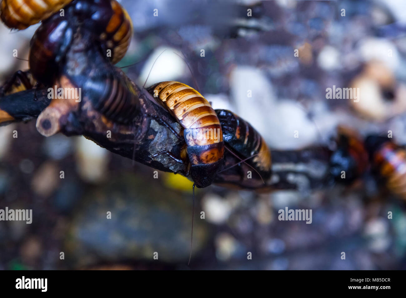 Scarafaggio gigante del madagascar immagini e fotografie stock ad alta ...