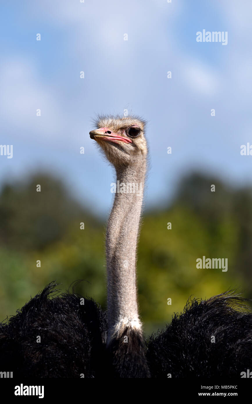 Occhio di struzzo immagini e fotografie stock ad alta risoluzione - Alamy