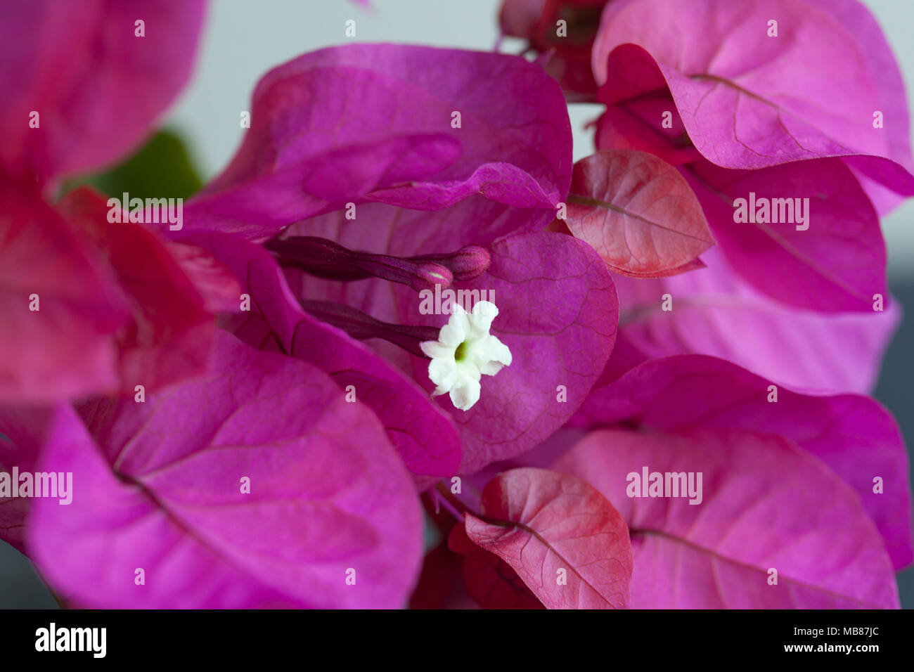 Bouganville molto carina immagini e fotografie stock ad alta ...