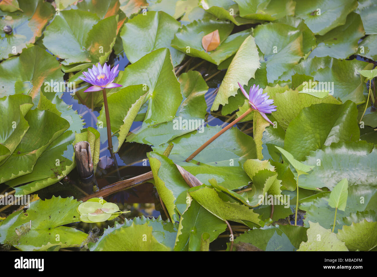 Ninfee del capo immagini e fotografie stock ad alta risoluzione - Alamy