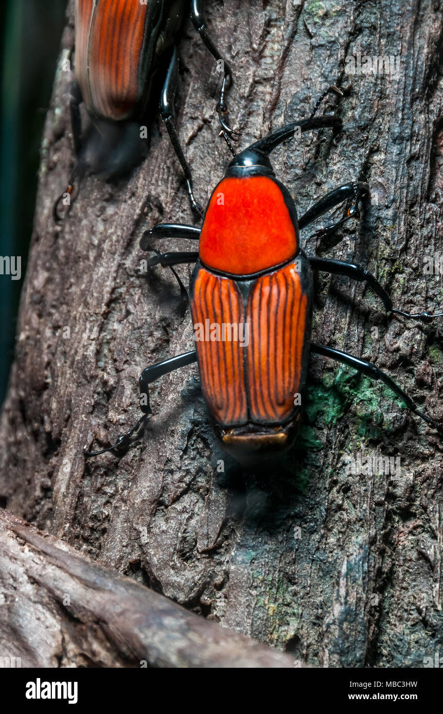 Macrochirus praetor immagini e fotografie stock ad alta risoluzione - Alamy