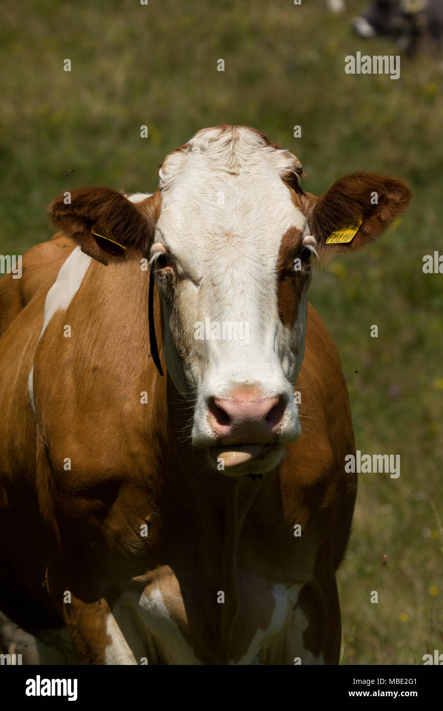 Razze di mucche italiane immagini e fotografie stock ad alta ...