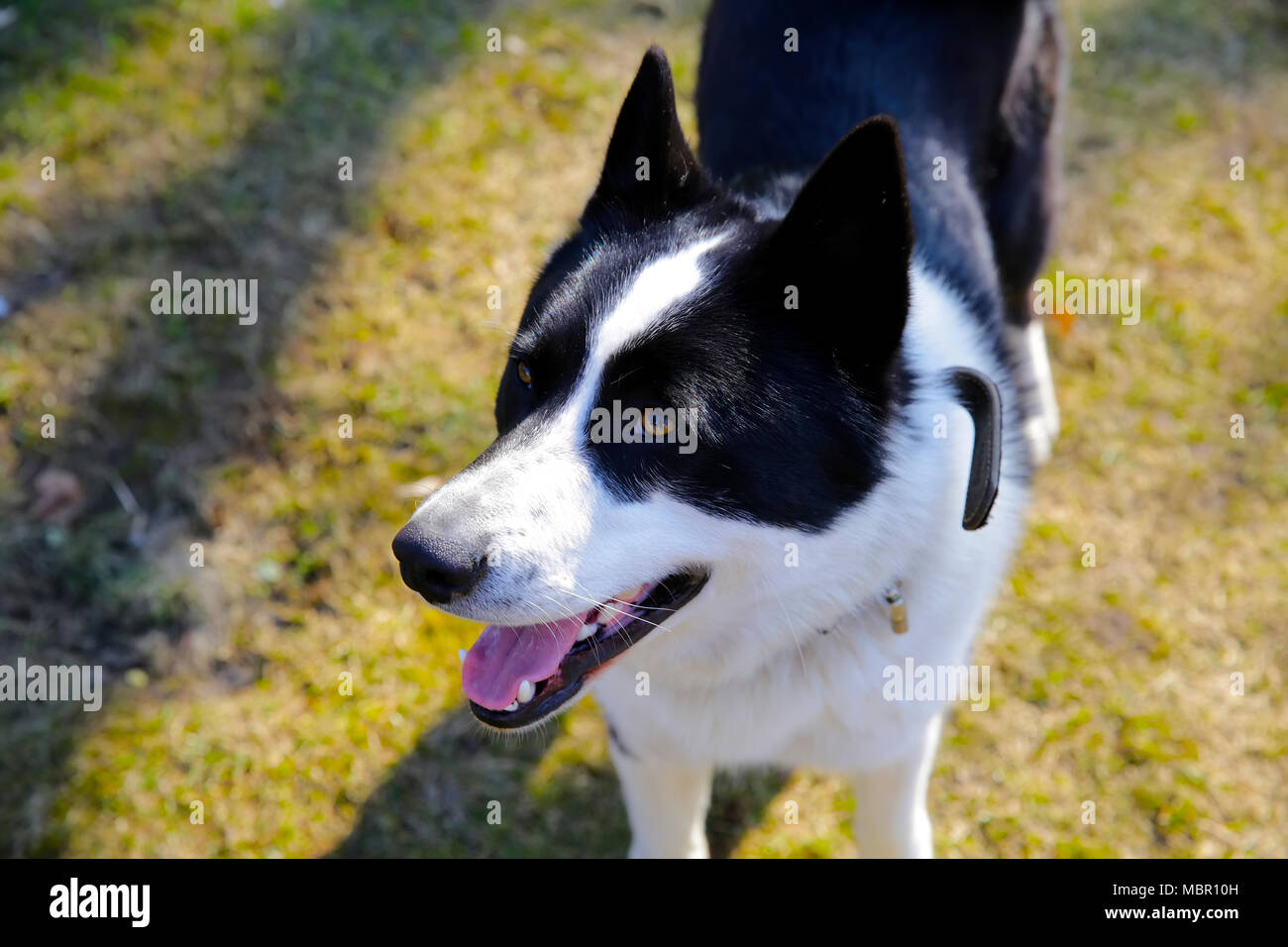 Canis borealis immagini e fotografie stock ad alta risoluzione - Alamy