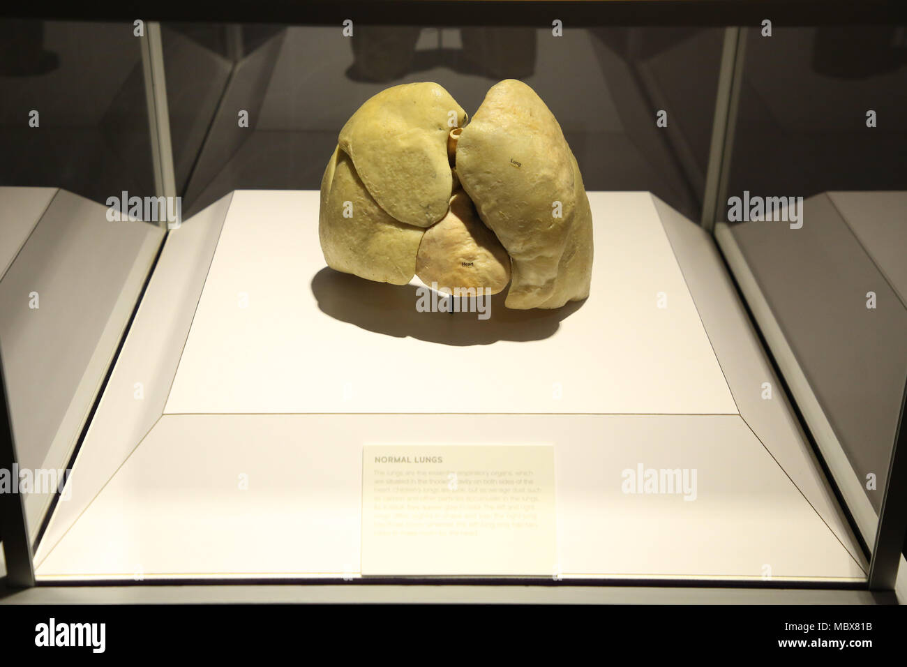 Polmoni del sistema circolatorio immagini e fotografie stock ad alta ...